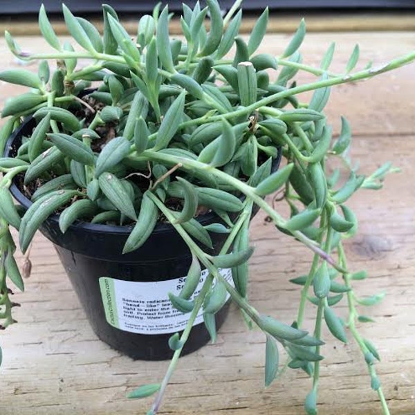 String of Bananas - Etsy