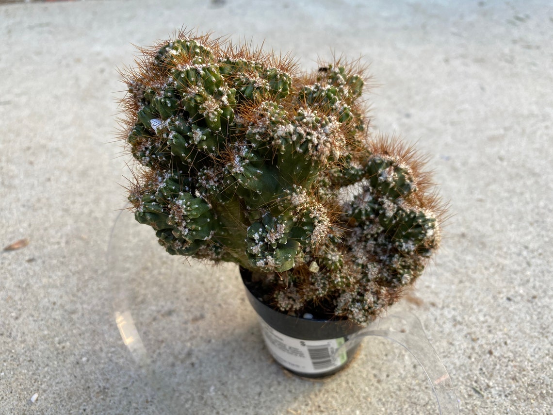 Medium Cactus Plant Curiosity Cactus 'Rojo'. A very | Etsy