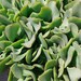 Large Succulent Plant Ripple Jade Wavy Rippled Green Petals Wonderful ...