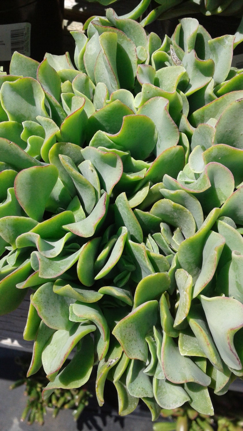 Large Succulent Plant Ripple Jade Wavy Rippled Green Petals | Etsy