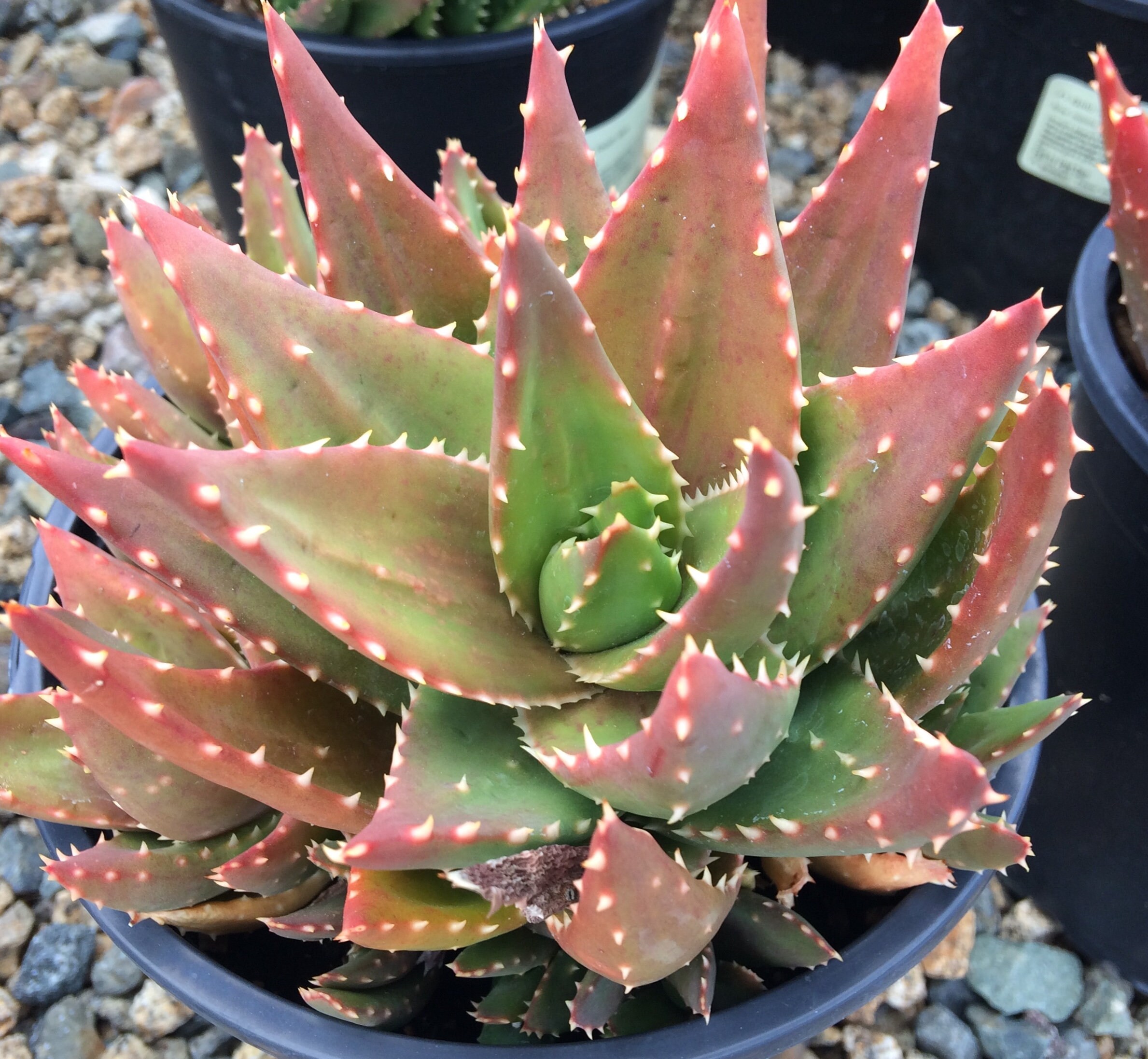 Mature Gold Tooth Aloe. A beautiful rosette shaped aloe. | Etsy