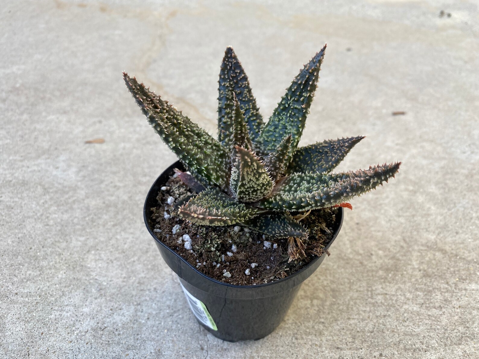 Medium Succulent Plant Star Aloe 'tarantula' Hybrid. an Extremely Rare ...
