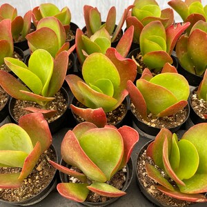 Medium Succulent Plant Kalanchoe 'dragonfire'. A Beautifully Colored ...