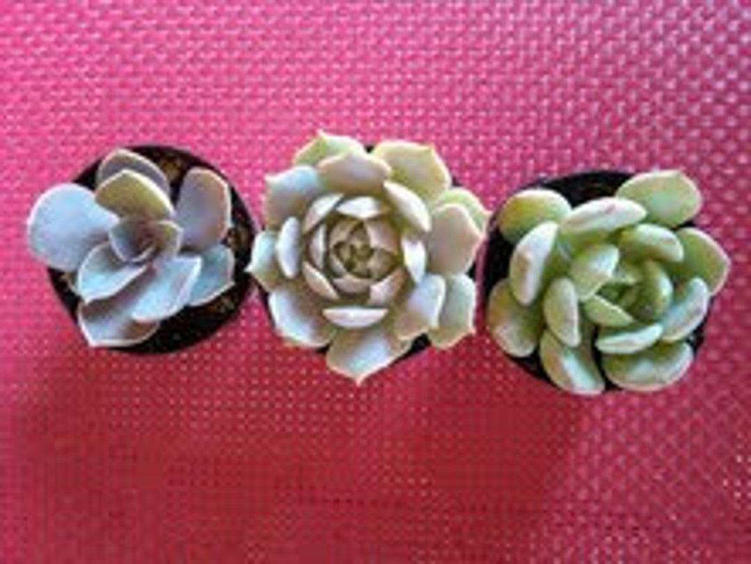 Three Small Succulent Plants Trio of Succulents - Etsy