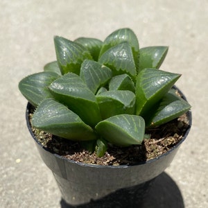 Small Succulent Plant Haworthia Mirabilis Mundula. A Beautiful Green ...