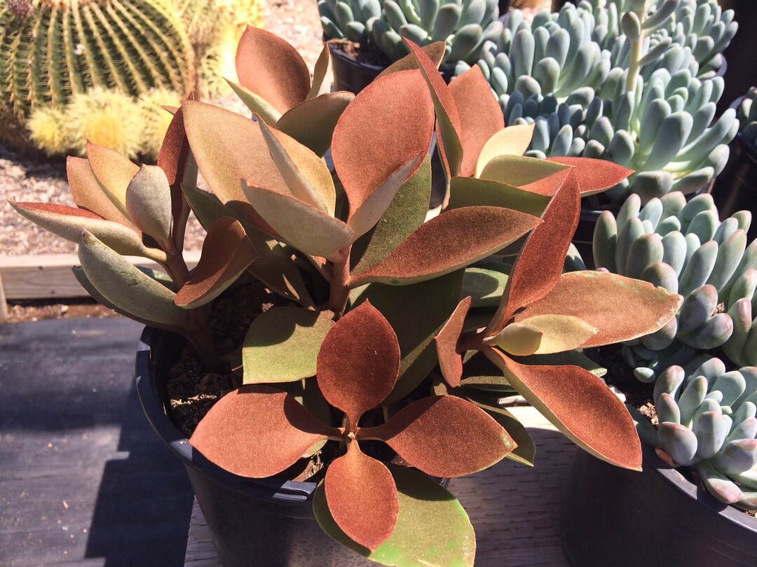 Mature Succulent Plant Copper Spoons Plant Looks Like It Has Suede ...