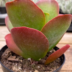 Medium Succulent Plant Kalanchoe 'dragonfire'. A Beautifully Colored ...