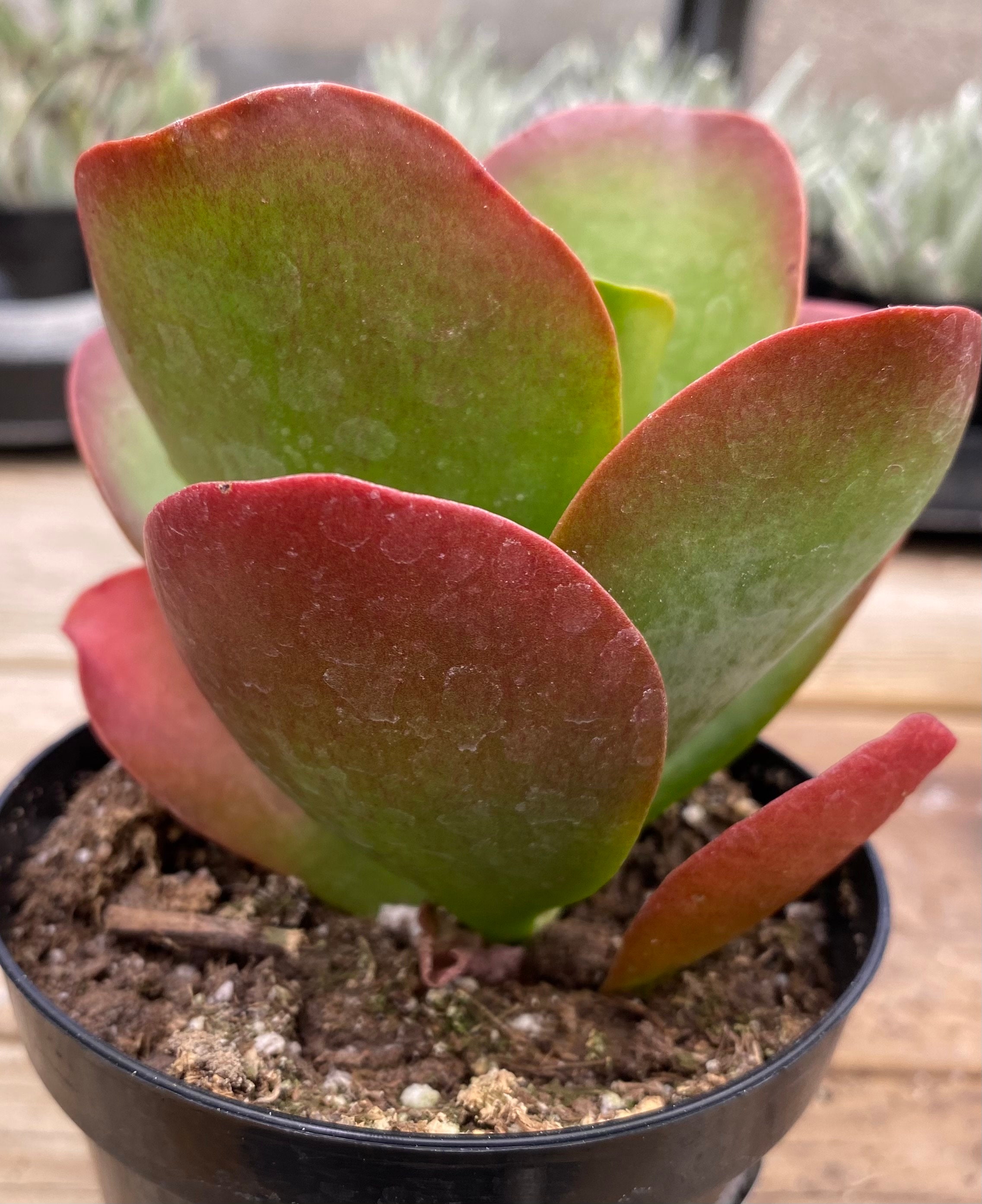 Medium Succulent Plant Kalanchoe 'dragonfire'. A | Etsy