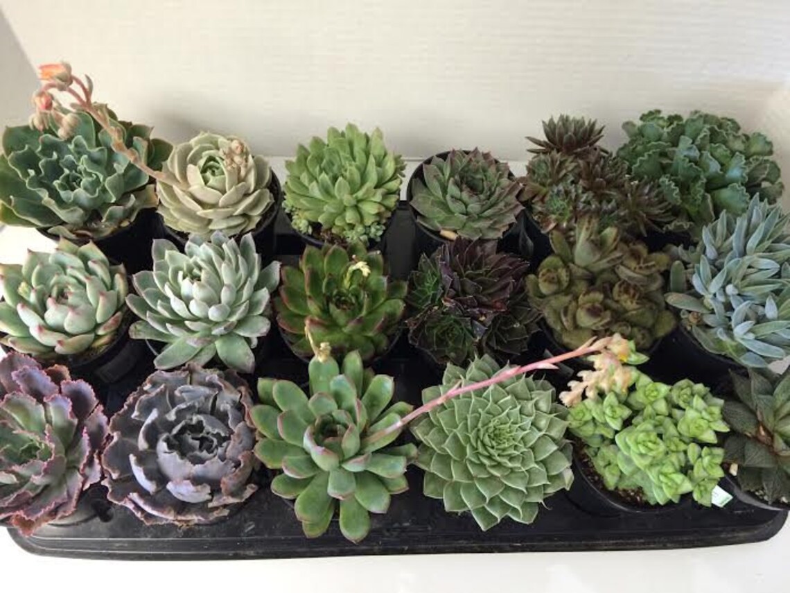 Succulent Plants A Variety of 18 Medium Size Succulents for - Etsy