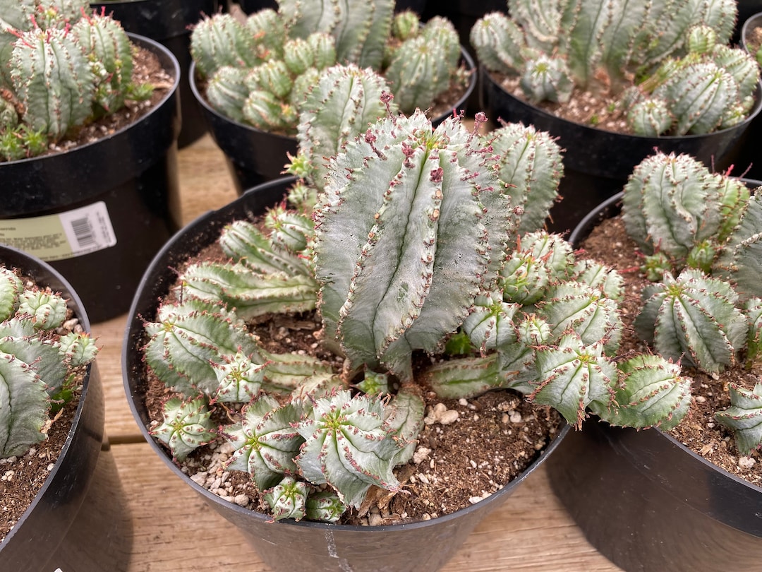 Mature Cactus Plant Euphorbia Polygona or Snowflake Cactus. A Chunky ...