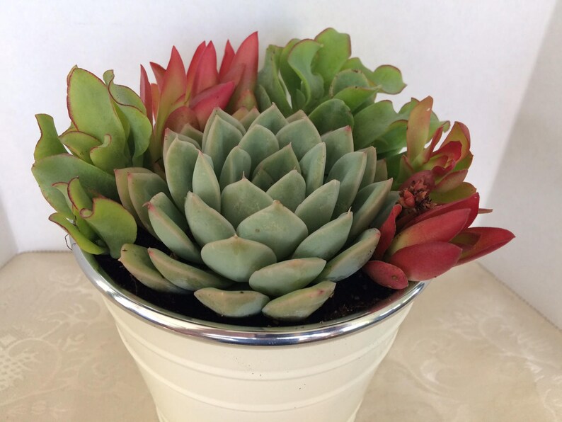 Medium Succulent Plant Arrangement in Round White Enameled - Etsy