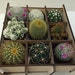 Cactus Plant Shadow Box Nine Cacti Planter Complete - Etsy