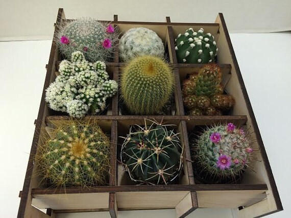 Cactus Plant Shadow Box Nine Cacti Planter Complete | Etsy