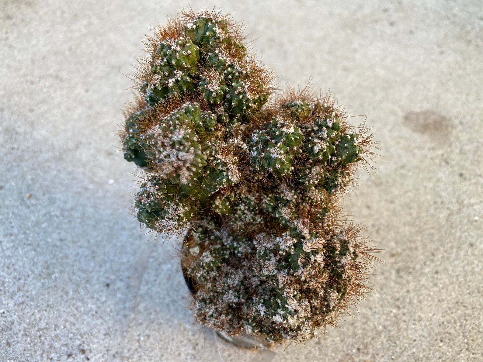 Medium Cactus Plant Curiosity Cactus 'Rojo'. A very | Etsy