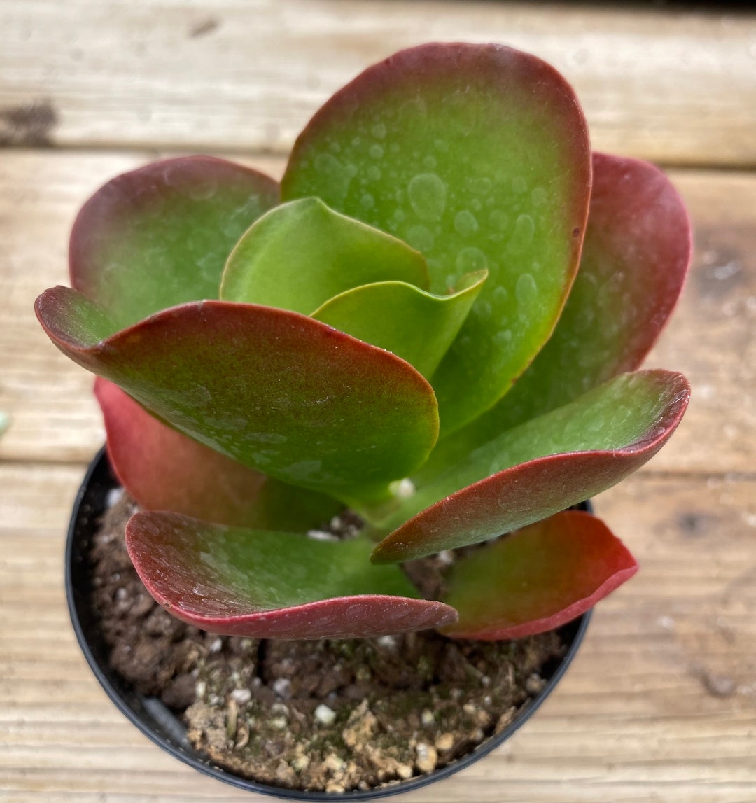 Medium Succulent Plant Kalanchoe 'dragonfire'. A - Etsy