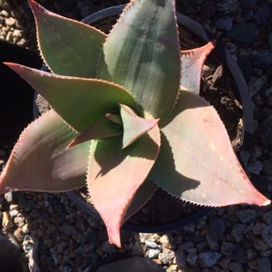 Mature Aloe Hybrid, Aloe Striata Hybrid or Ghost Aloe. A Beautiul ...