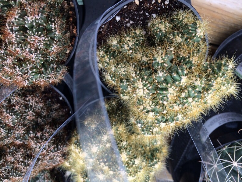 Medium Cactus Plant Curiosity Cactus 'Rojo' | Etsy