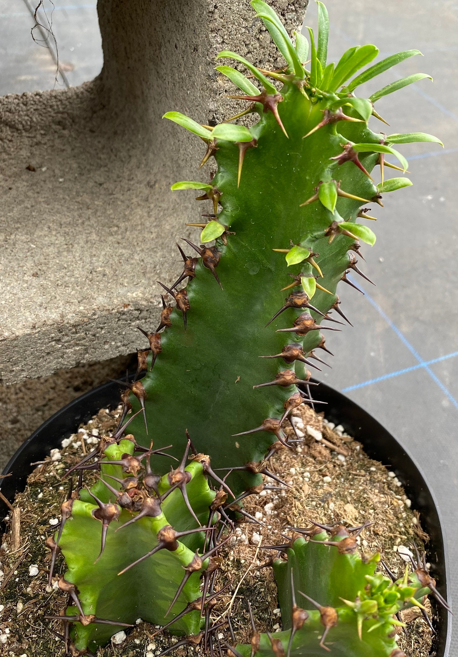 Cactus Plant Chocolate Drop Candelabra Tree. A Beautiful Specimen for ...
