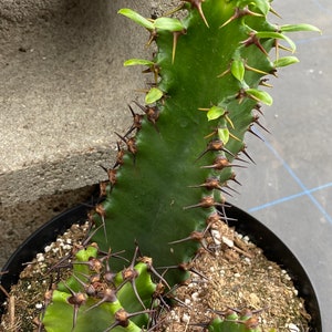 Cactus Plant Chocolate Drop Candelabra Tree. A Beautiful Specimen for ...