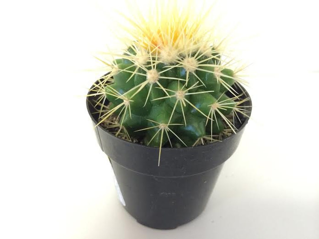 Small Cactus Plant Golden Barrel Cactus or Echinocactus Grusonii Cactus ...
