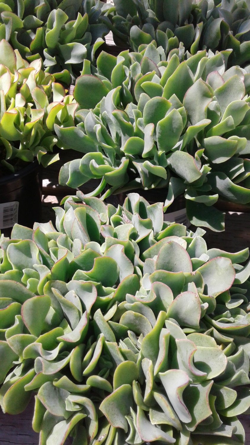 Large Succulent Plant Ripple Jade Wavy Rippled Green Petals | Etsy