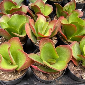 Medium Succulent Plant Kalanchoe 'dragonfire'. A Beautifully Colored ...