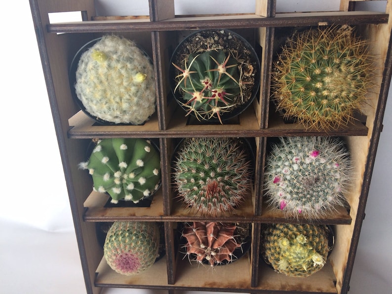 Cactus Plant Shadow Box Nine Cacti Planter Complete - Etsy