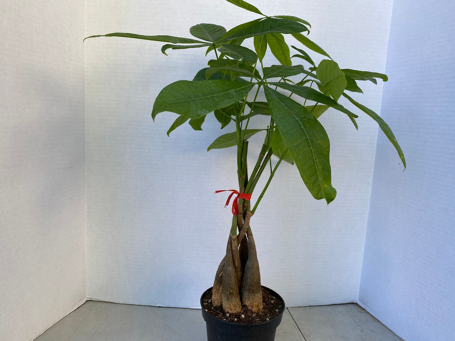 Large Bonsai money Tree Plant. A Unique Braided - Etsy