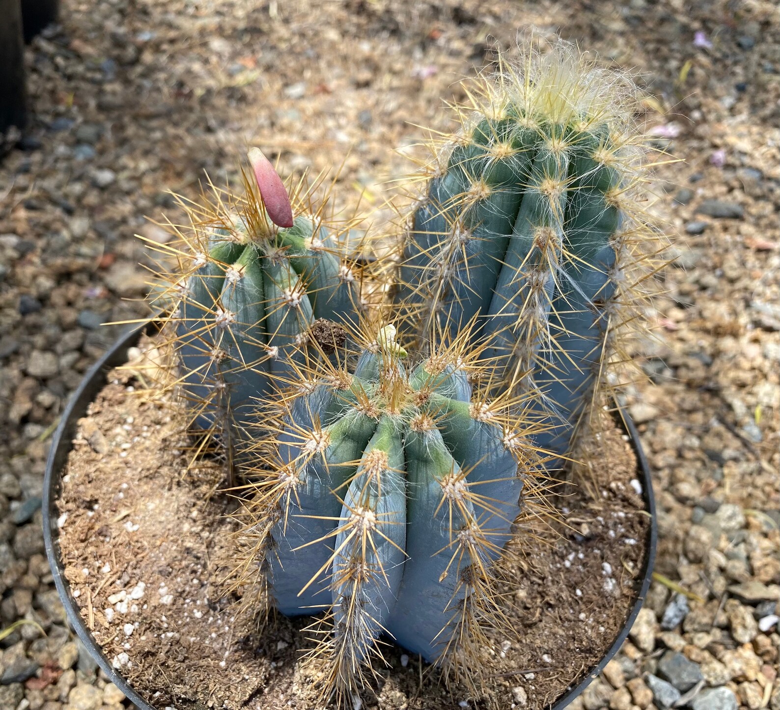 Mature Cactus Plant Blue Candle Cactus - Etsy Israel