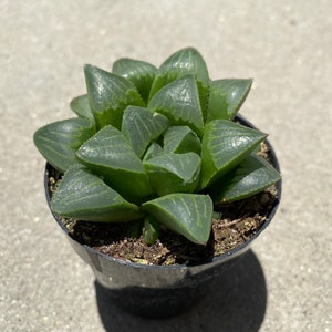 Small Succulent Plant Haworthia Mirabilis Mundula. A Beautiful Green ...