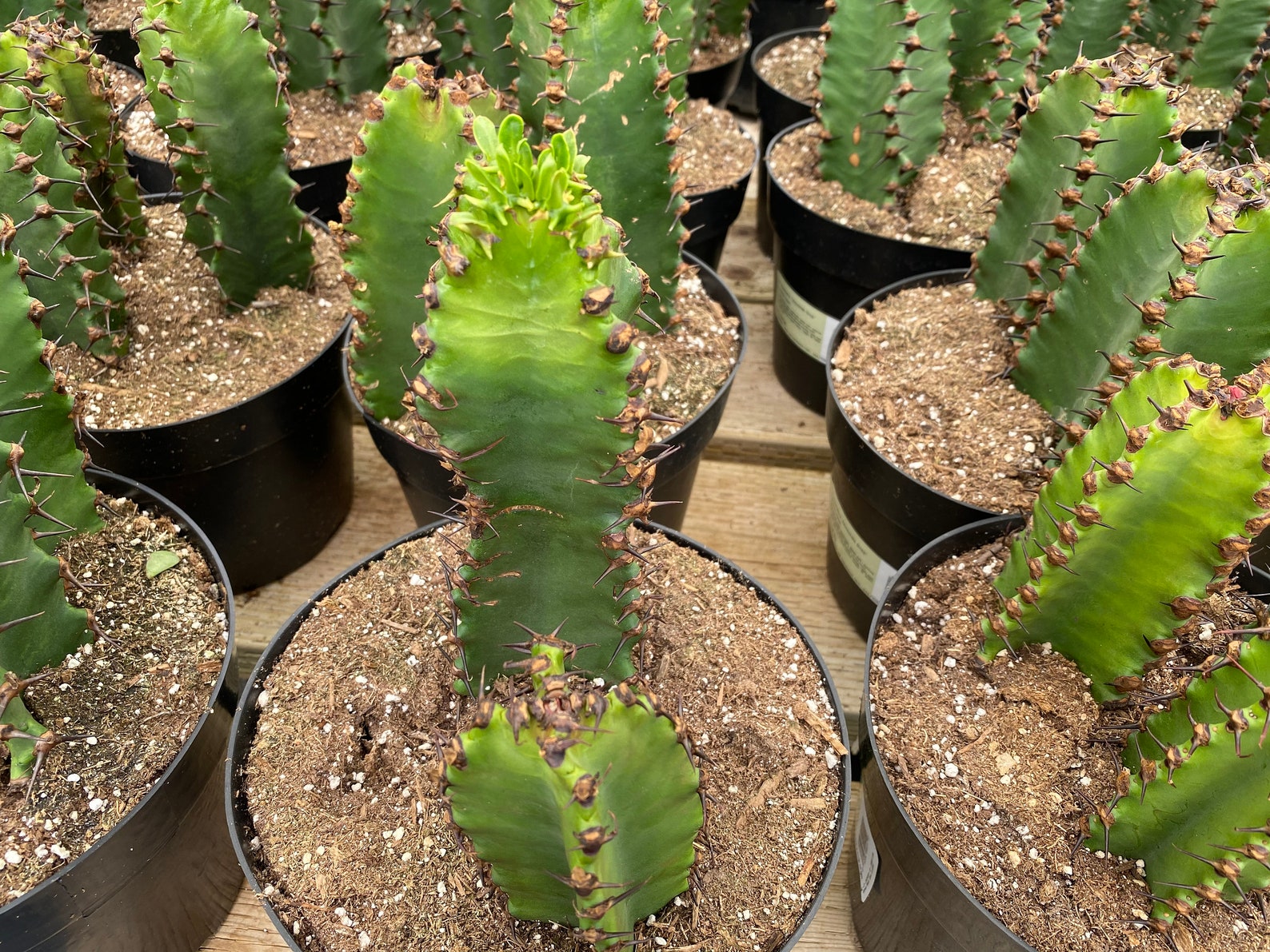 Cactus Plant Chocolate Drop Candelabra Tree. A Beautiful Specimen for ...