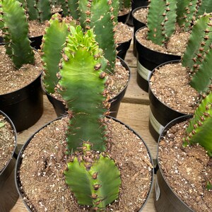 Cactus Plant Chocolate Drop Candelabra Tree. A Beautiful Specimen for ...