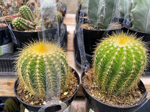 Cactus Plant. Medium Balloon Cactus. A Spherical Golden Spined - Etsy