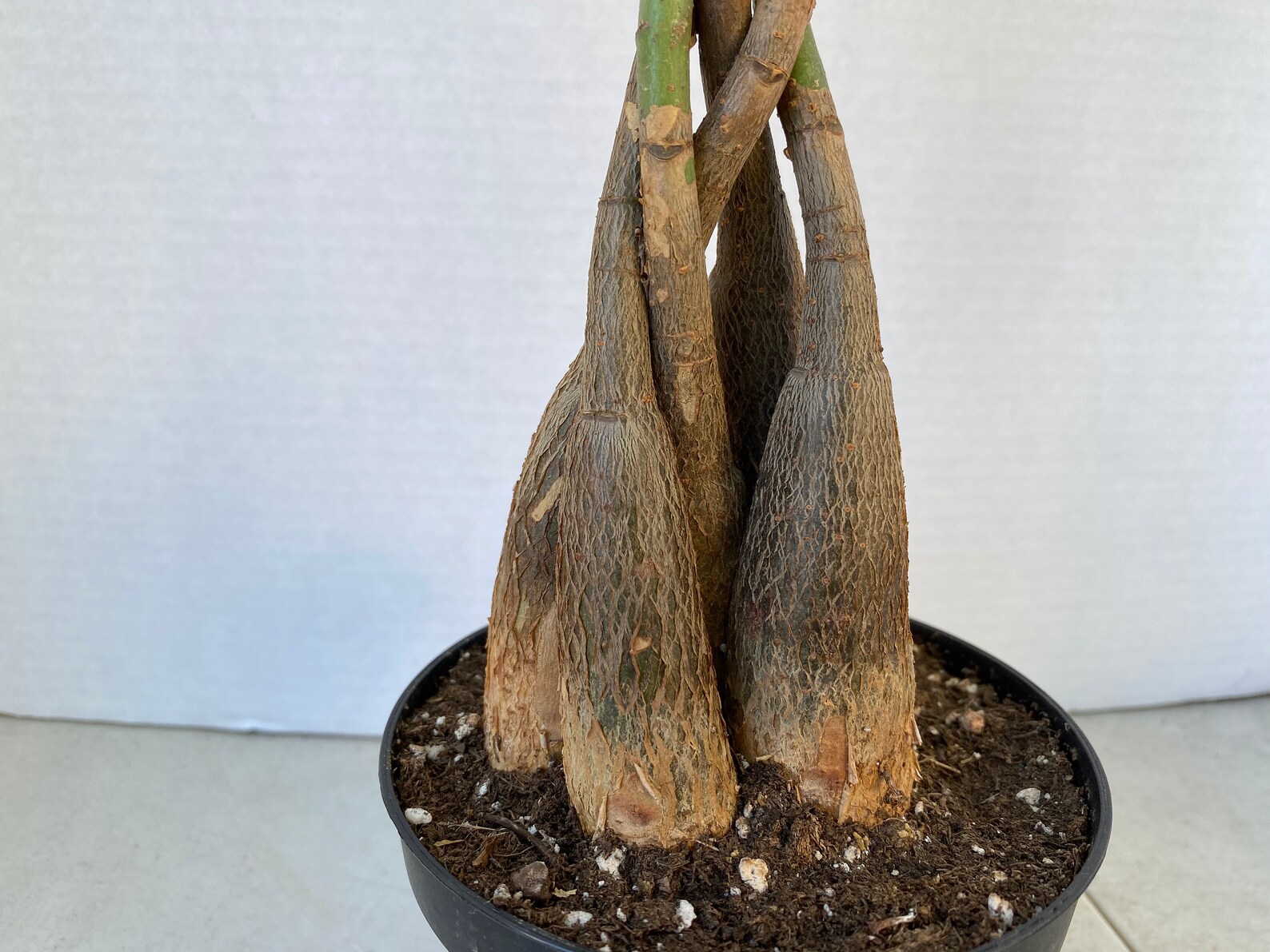 Large Bonsai Money Tree Plant. A unique braided | Etsy