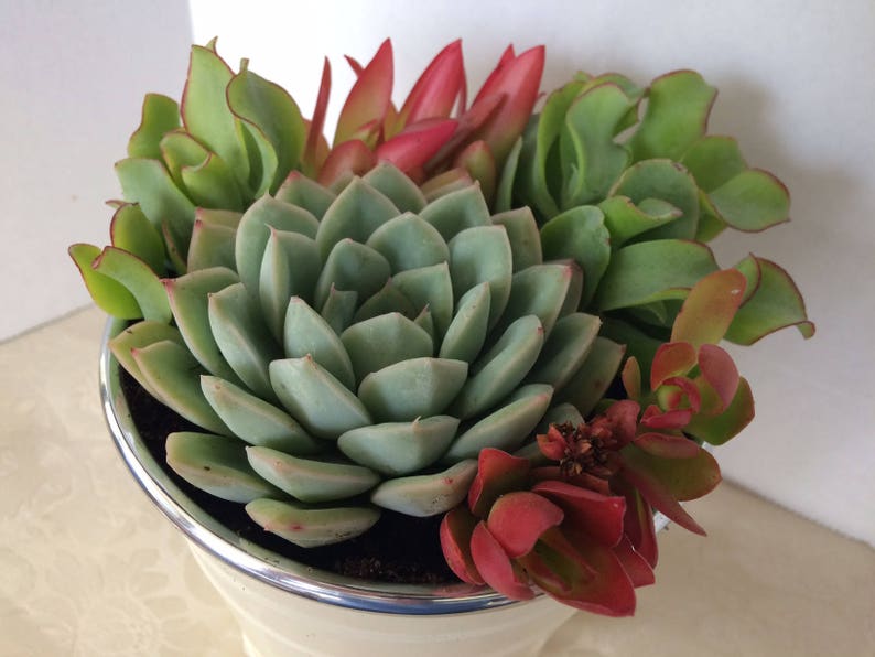 Medium Succulent Plant Arrangement in Round White Enameled - Etsy