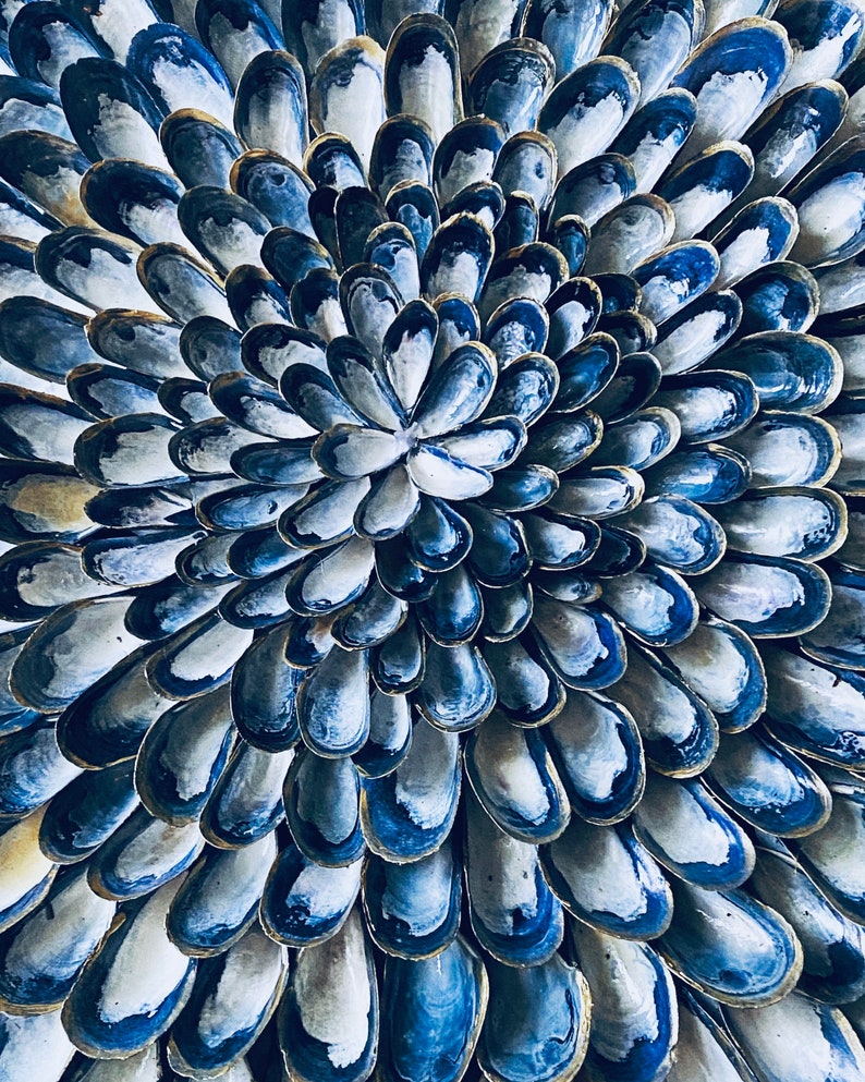 Abha Shell Wall Decor, Blue Grey and White, Beach Vibes, Mussel Shells ...