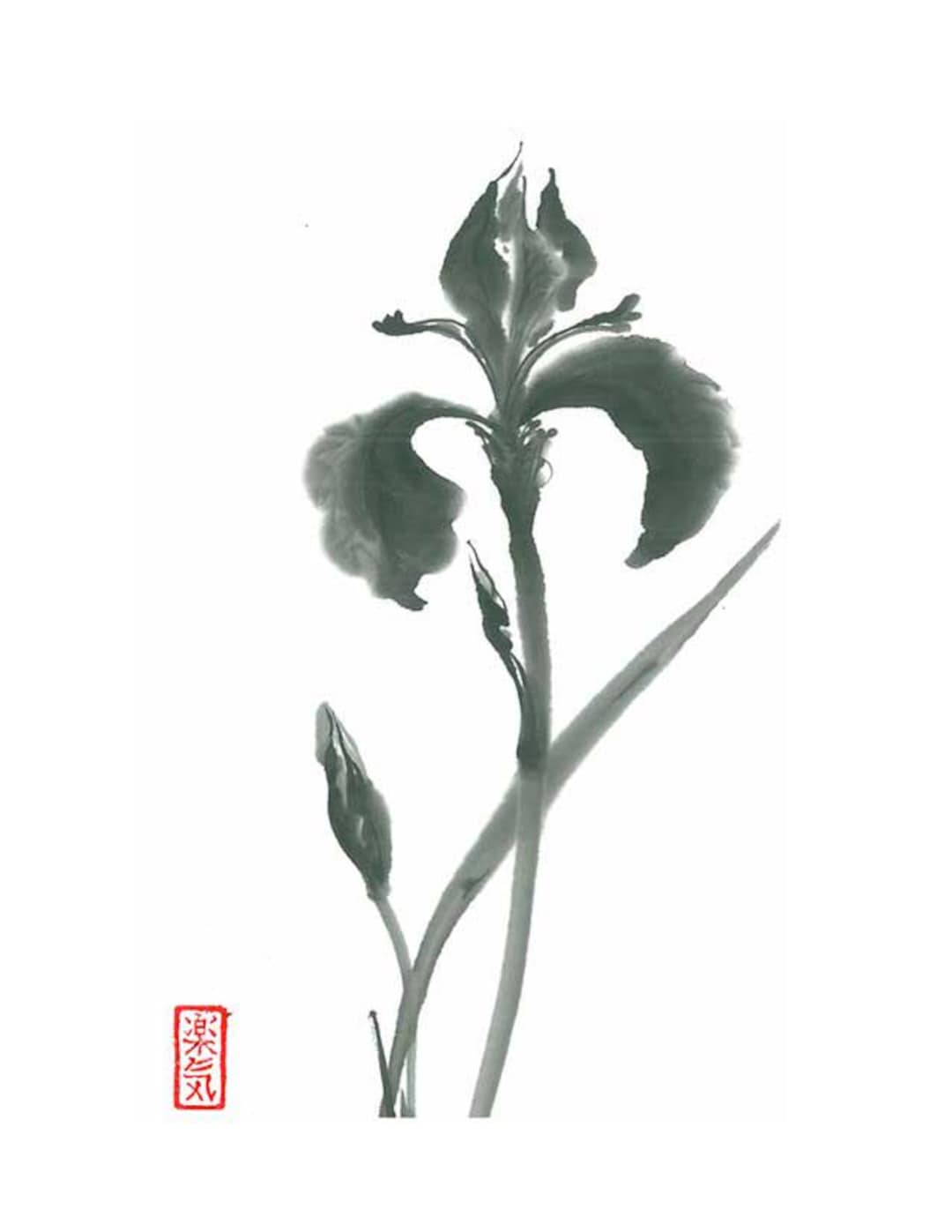 Digital Art "gorgeous Iris", Download, Flowers, Ink Brush, Ink Drawing ...