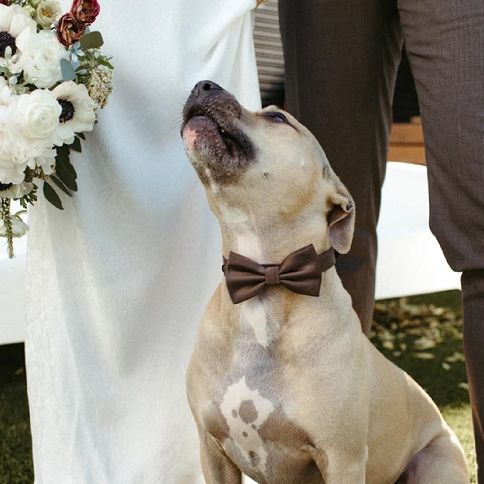 Brown Dog Bow Tie Collar Handmade Gifts Pet Wedding - Etsy