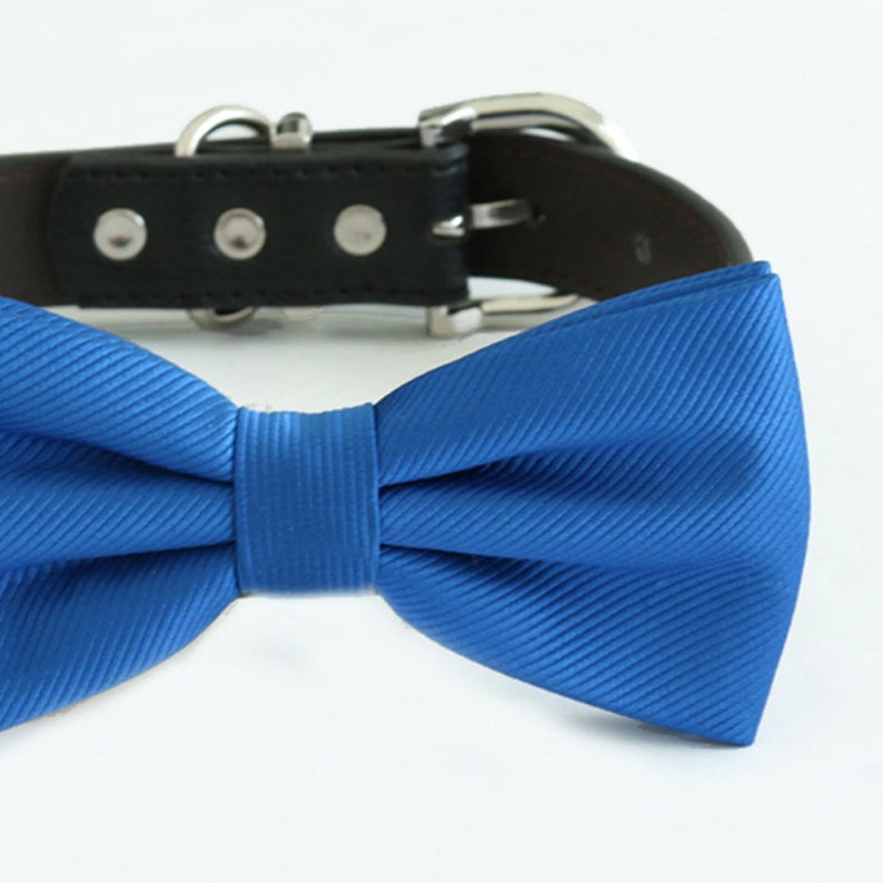 Royal Blue Bow Tie Collar XS to XXL Collar and Bow Tie | Etsy