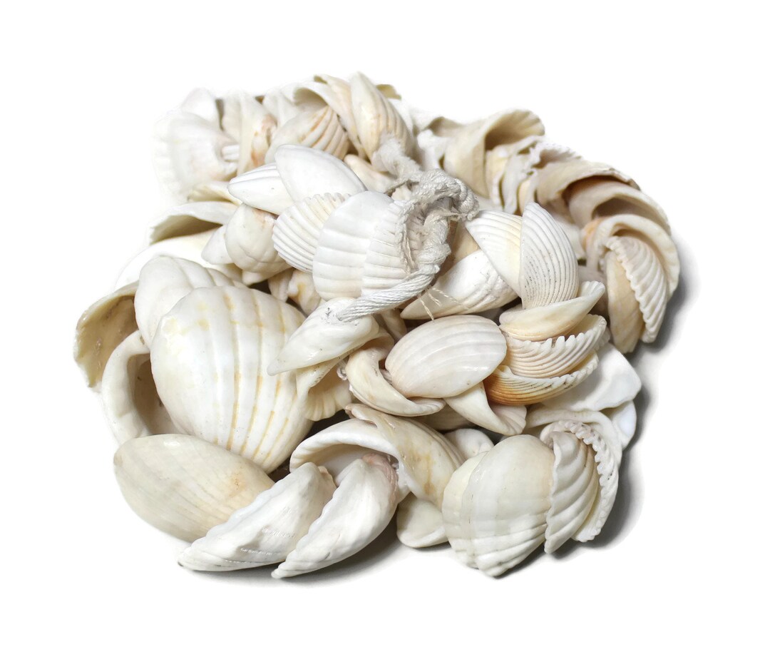 Big Bold Clam Shell Beads From Togo Huge Strand, Organic Eco Friendly ...