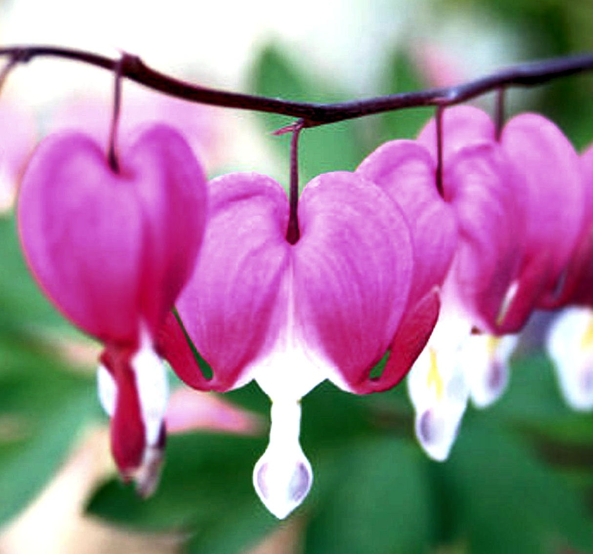 Bleeding Heart Cross Stitch Pattern - Etsy