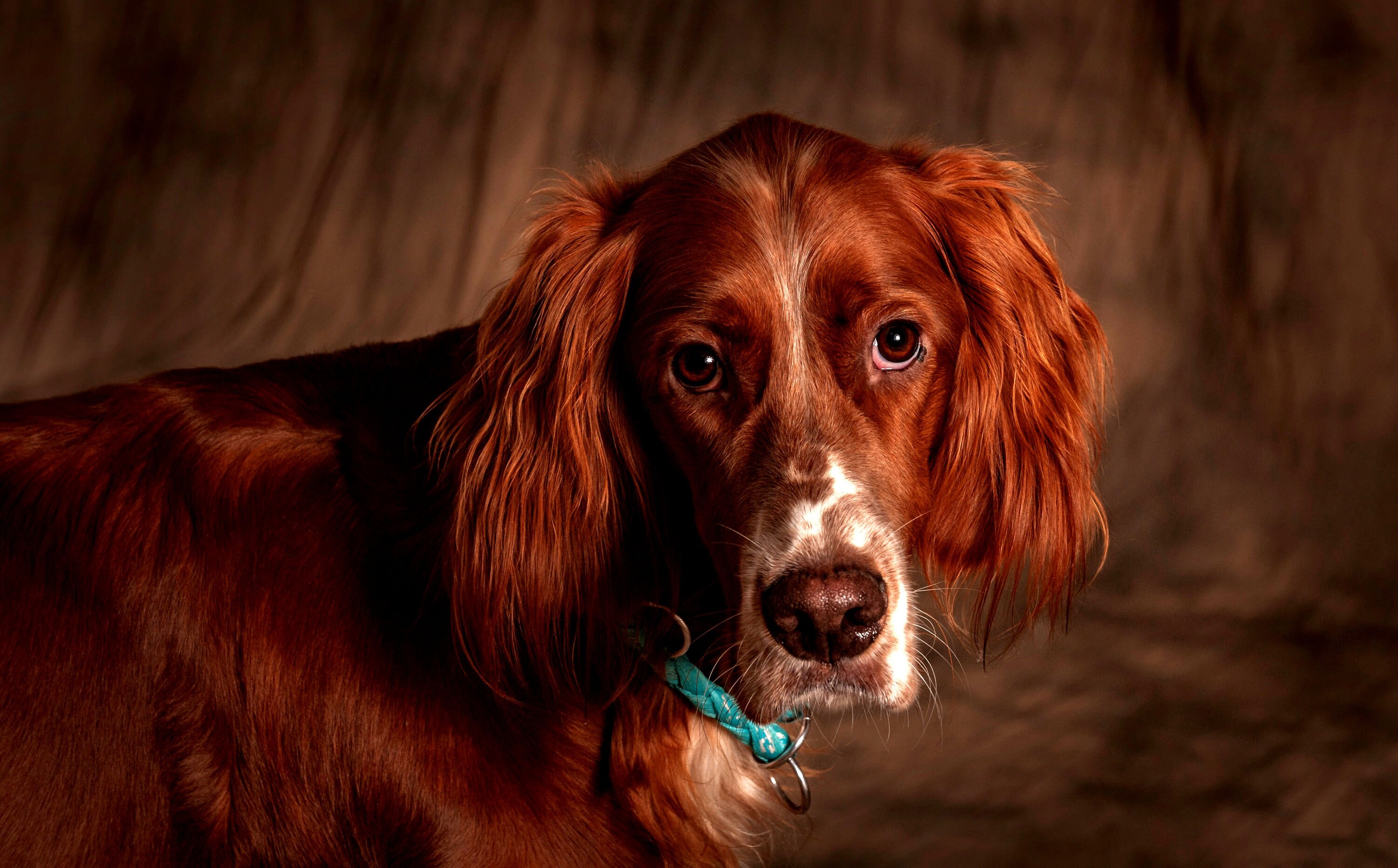 English Setter Cross Stitch Pattern - Etsy