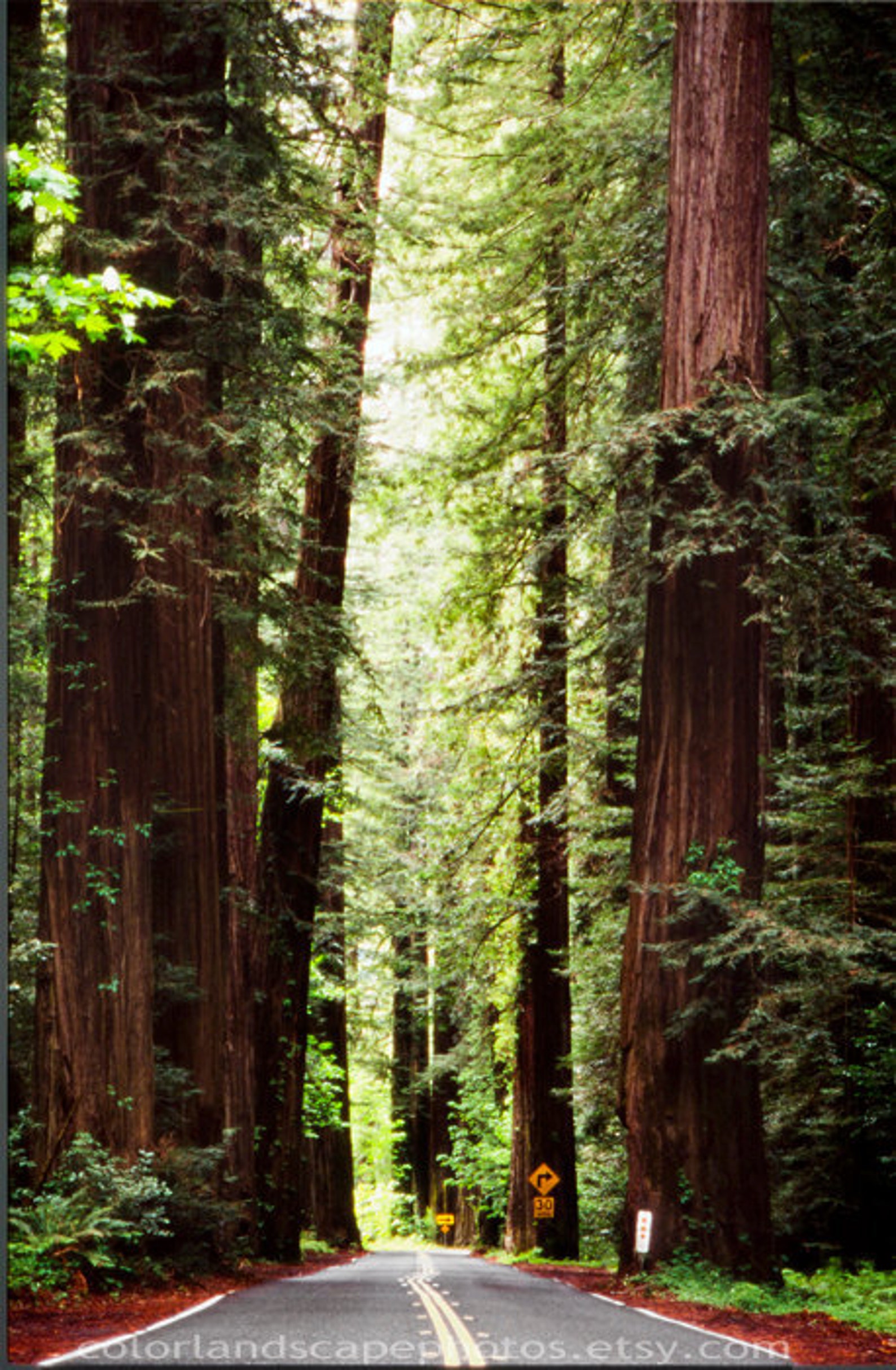 Landscape Photograph - Redwood Trees and Road Photograph, California ...