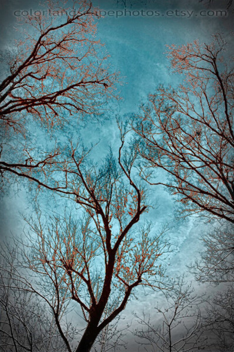 Teal Home Decor - Landscape Photograph, Tree, Forest - Three Trees Wall ...