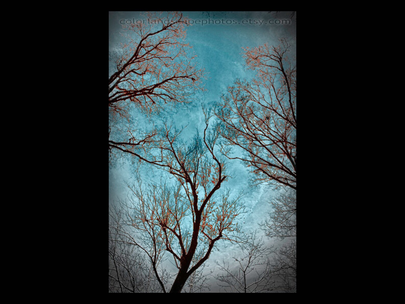 Teal Home Decor - Landscape Photograph, Tree, Forest - Three Trees Wall ...