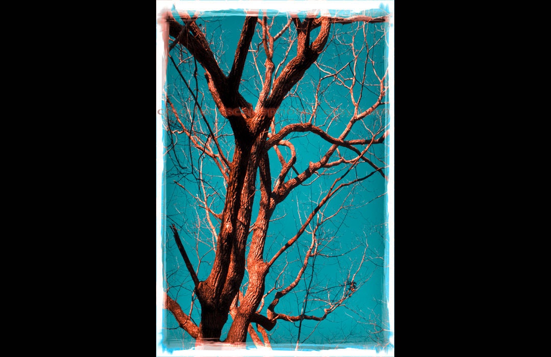Teal Wall Art - Oak Tree Photography - Red and Teal Wall Art - Teal ...