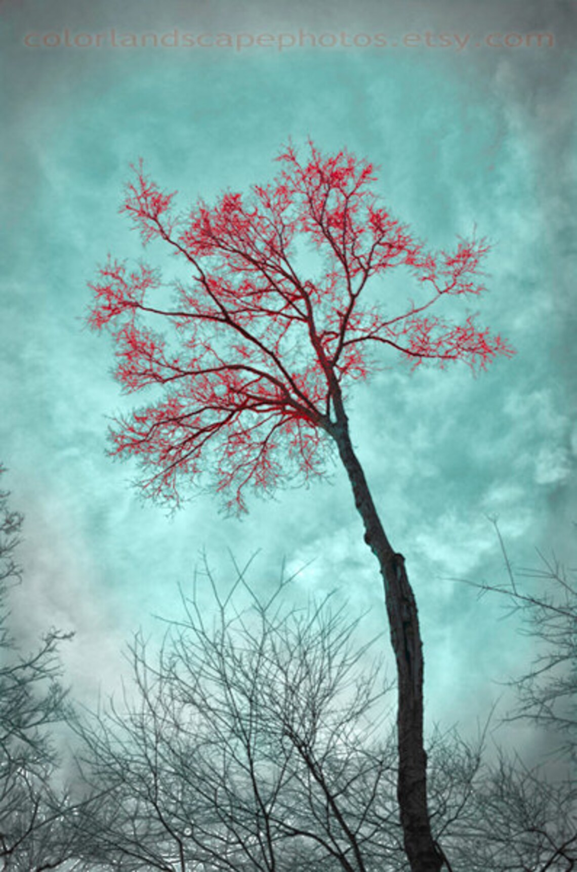 Teal and Red Art landscape Tree Photograph, Forest Teal Home Decor Wall ...