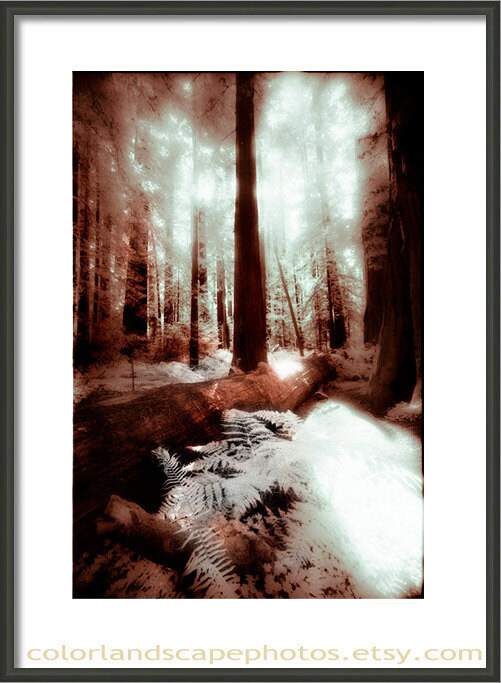 Redwood Forest Redwoods Tree Photography Red and Teal Photograph ...