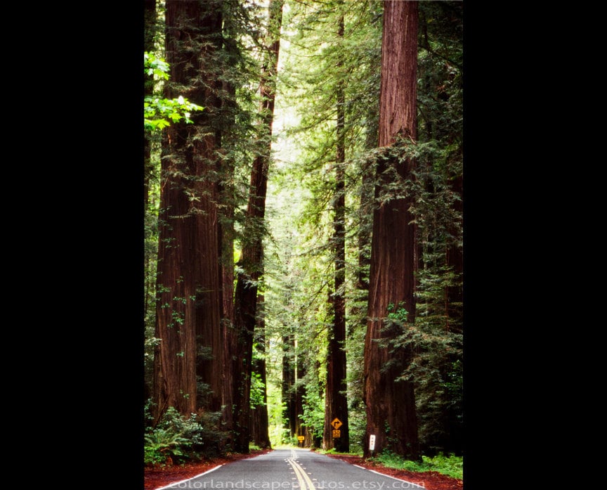 Landscape Photograph - Redwood Trees and Road Photograph, California ...