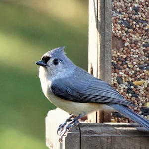 KAFKA H-12/08 Jacquard Ribbon Organic Cotton Trim 1-1/2" Wide (40mm ...